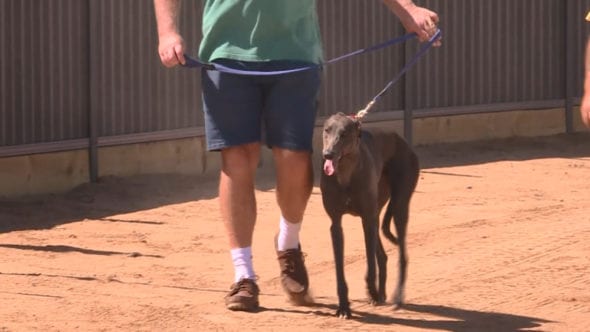 GUNNEDAH’S GREYHOUND RACING TRACK TO OPEN THIS MONTH – NBN News