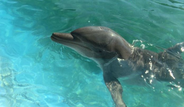 MEMORIES FLOW AFTER BUCKY THE DOLPHIN PASSES AWAY OVERNIGHT – NBN News