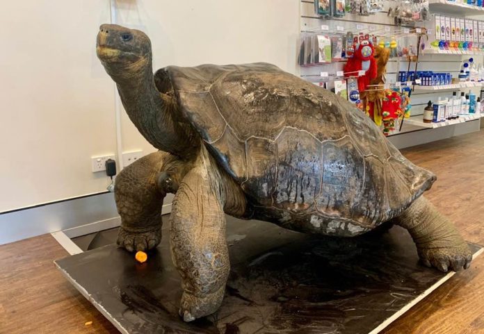 HANDSOME HUGO READY FOR LOVE – NBN News