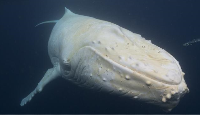 POTENTIAL SIGHTINGS OF MIGALOO BRINGS SPIKE IN WHALE WATCHING BOOKINGS ...