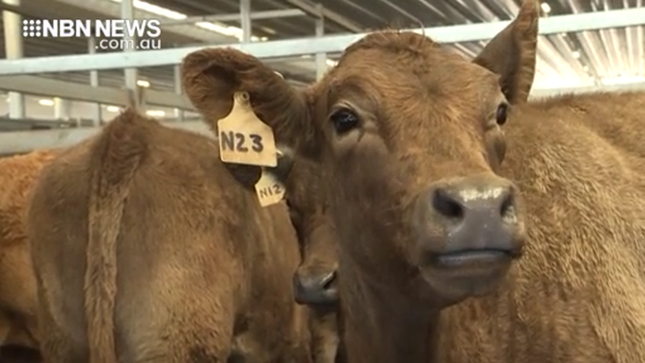 PROGRESS MADE ON PEAK BODY FOR RED MEAT INDUSTRY – NBN News