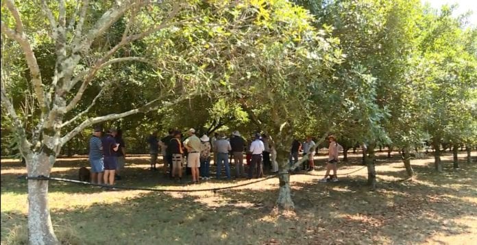 MACADAMIA FIELD DAY TO CONSERVE WATER – NBN News