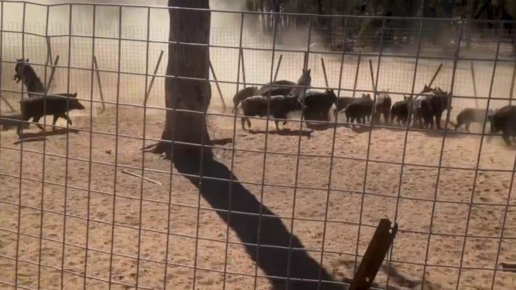 LOCAL LAND SERVICES OFFERING FREE GRAIN FOR FERAL PIG BAITING – NBN News