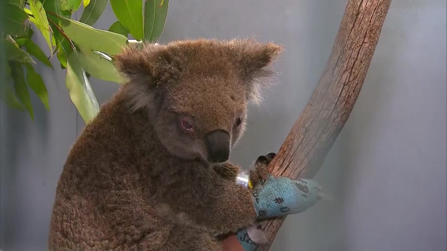 CALLS FOR KOALA STATUS TO BE UPDATED TO THREATENED – NBN News