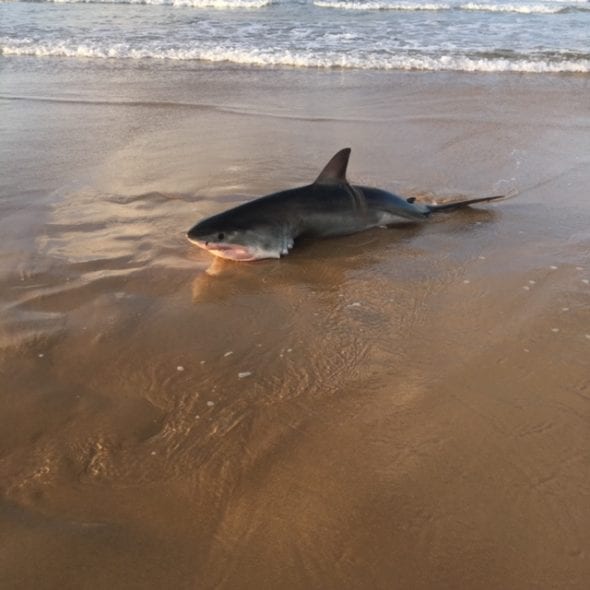 SHARK WASHES UP AT STOCKTON BEACH – NBN News