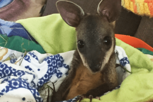 INJURED SWAMP WALLABY RETURNS TO THE WILD – NBN News
