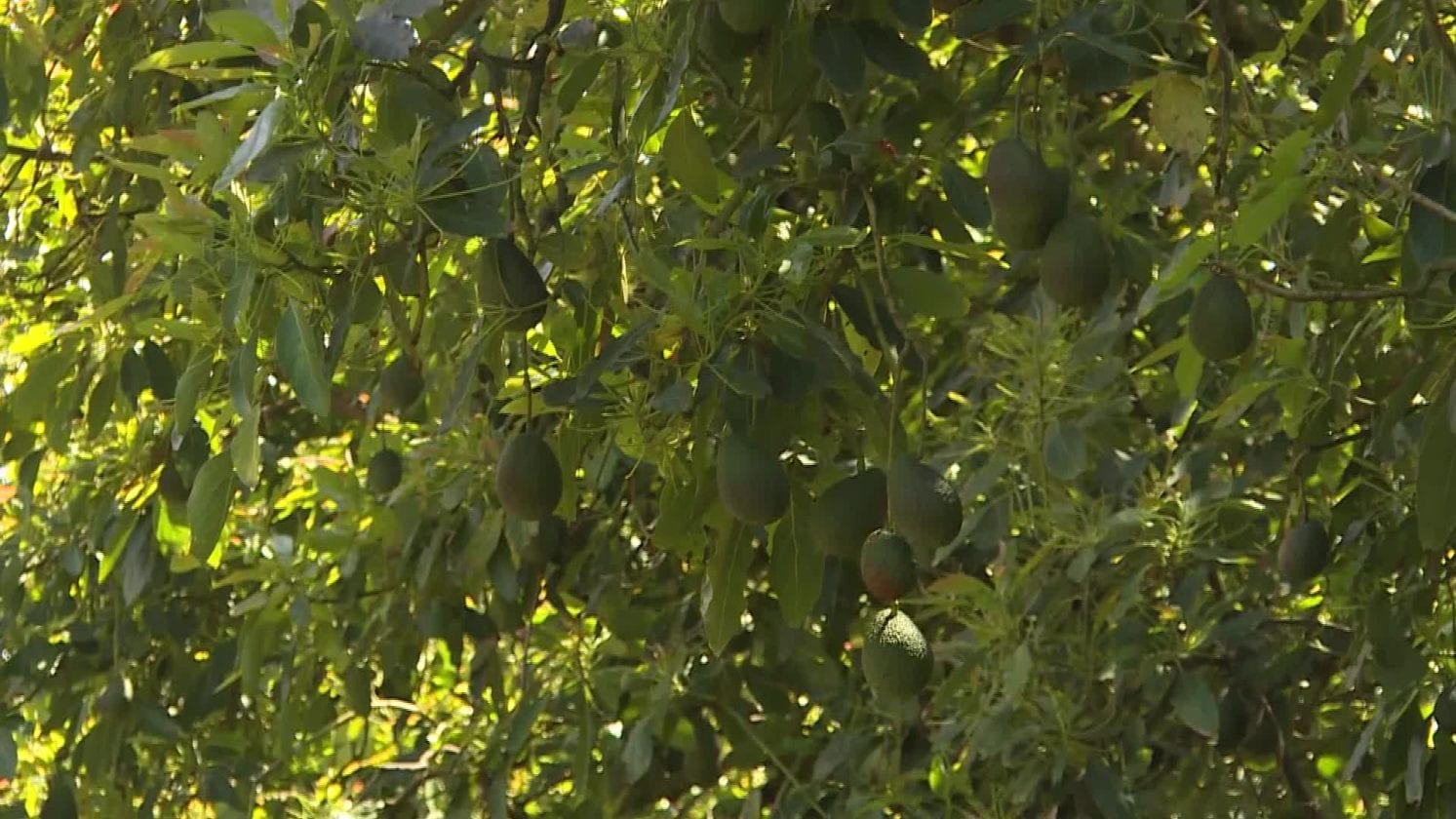 PRODUCTION RAMPS UP FOR A STUARTS POINT AVOCADO FARMER – NBN News