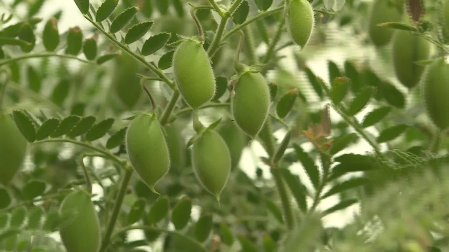NEW $30-MILLION PROGRAM TO BOOST AUSTRALIA’S CHICKPEA PRODUCTION – NBN News