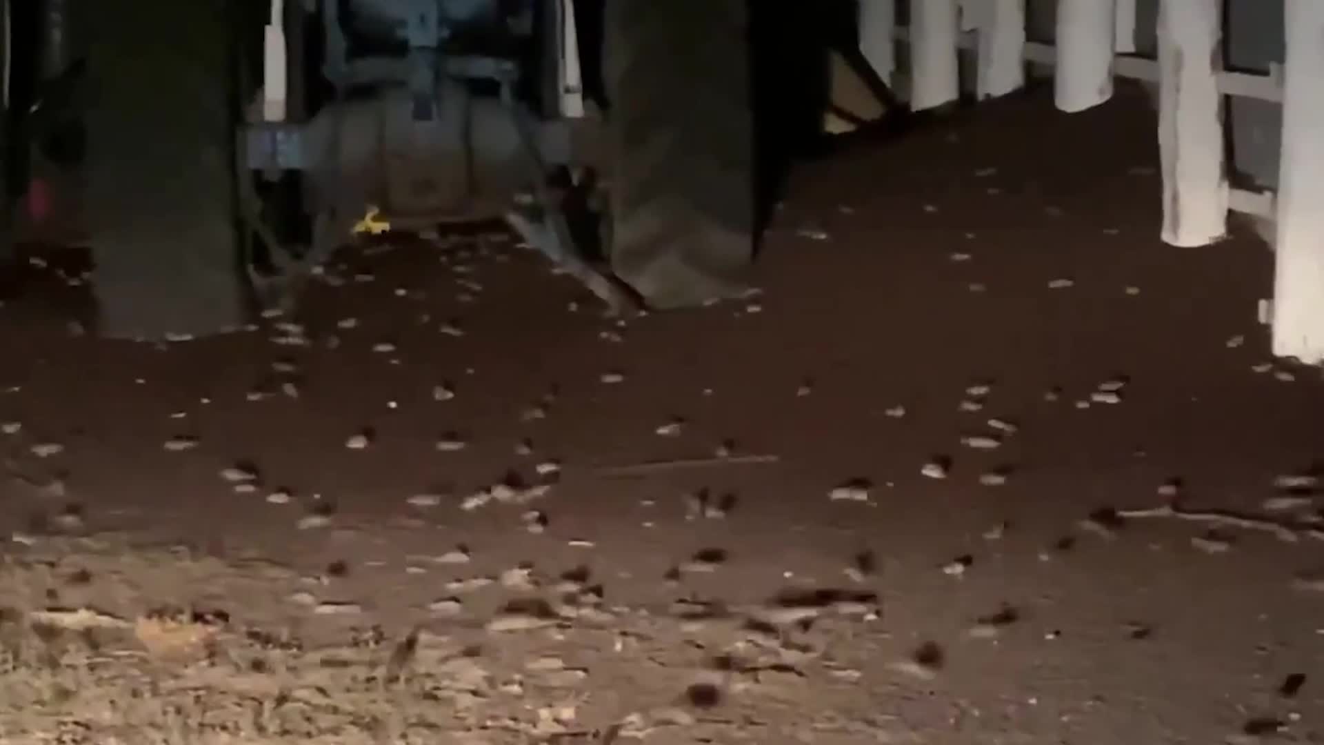 VIDEOS OF RAMPANT MICE CAPTURED ON NORTH WEST PROPERTIES – NBN News