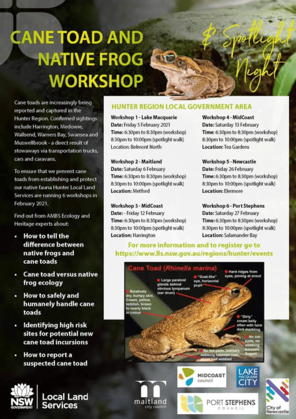 CANE TOAD EDUCATION THROUGH FREE WORKSHOPS TO COMMENCE – NBN News