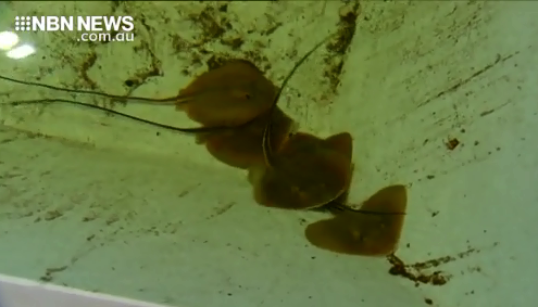 SURPRISE ARRIVAL OF BABY RAYS AT PORT STEPHENS MARINE CENTRE – NBN News