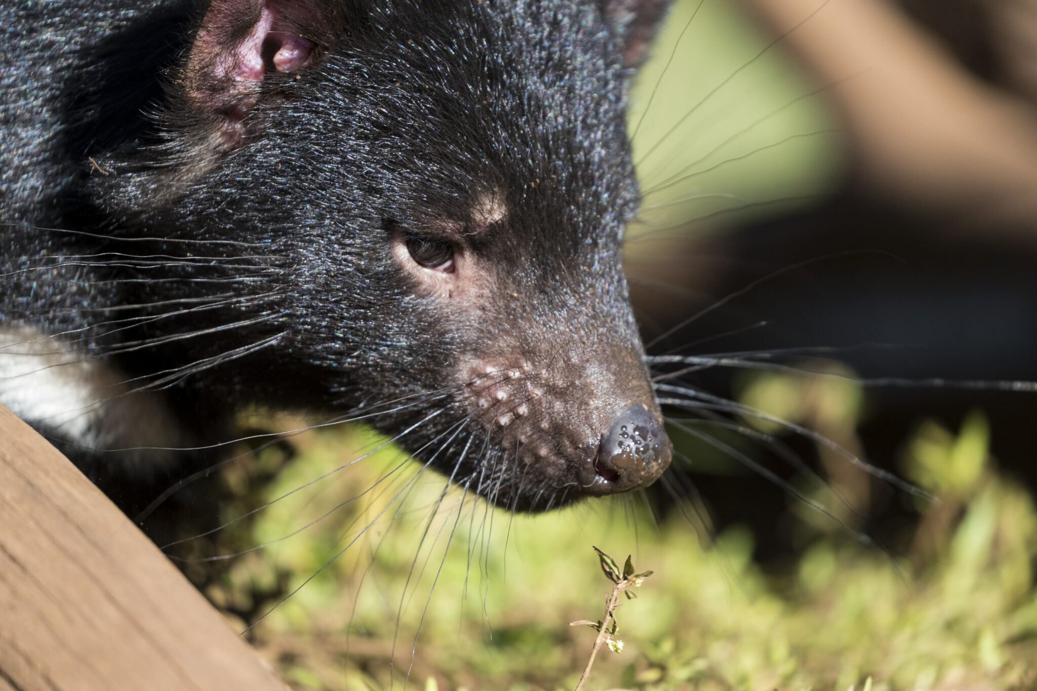 TASMANIAN DEVIL BABY BOOM ONE YEAR ON FROM ADULT RELEASE INTO WILD ...
