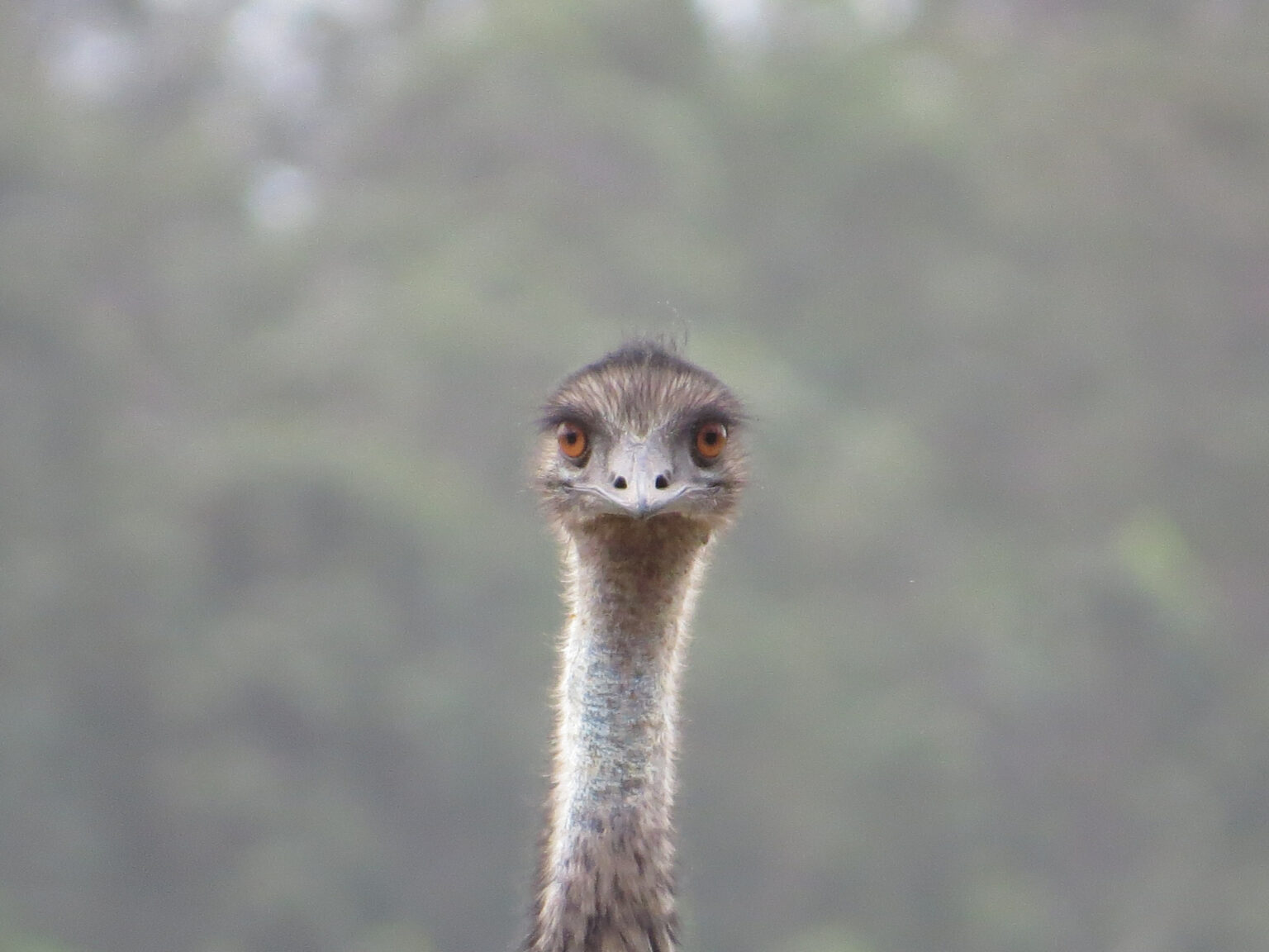 BATTLE TO SAVE CRITICALLY ENDANGERED COASTAL EMUS – NBN News