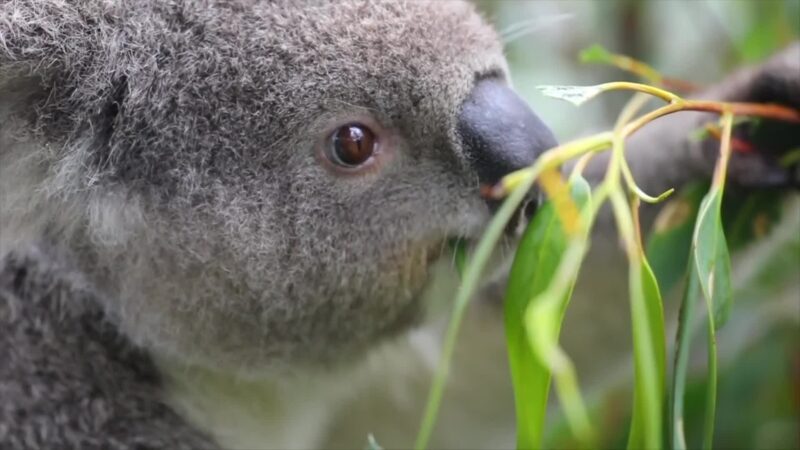 KOALA POPULATION ON THE DECLINE AFTER DROUGHT, BUSHFIRES – NBN News