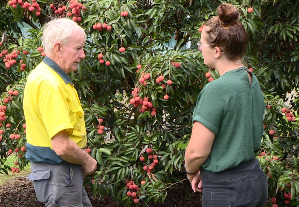BUMPER SEASON FOR COFFS COAST LYCHEE FARMER – NBN News