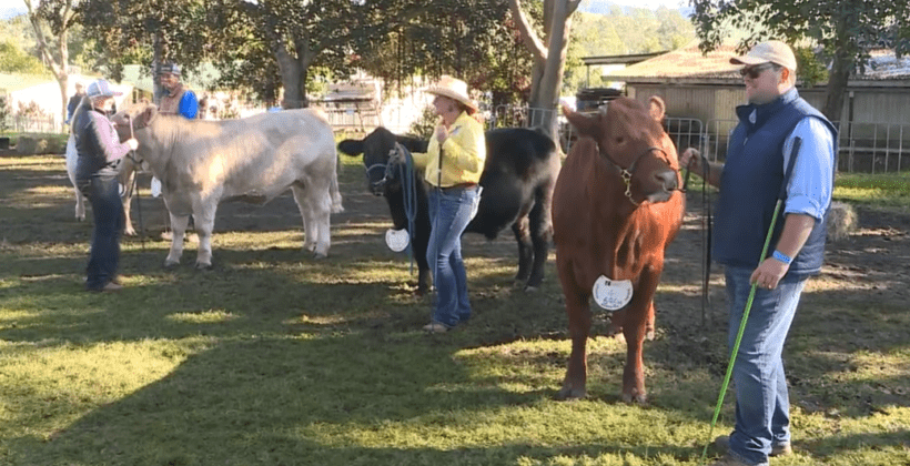 STUDENTS LEARN INS AND OUTS OF CATTLE INDUSTRY AT WINGHAM BEEF WEEK ...