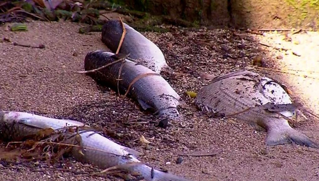 Authorities investigate a second fish kill at Lake Macquarie – NBN News