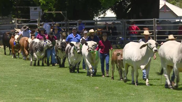 Alstonville Agricultural Show returns for 135th year – NBN News