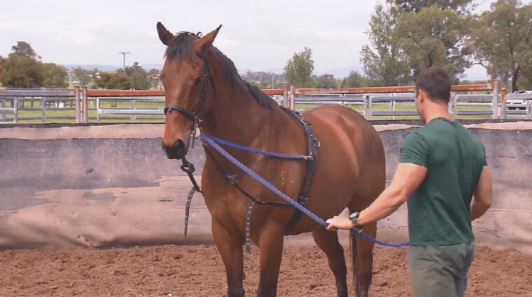 Correctional centre at Muswellbrook helping more rehabilitated inmates ...