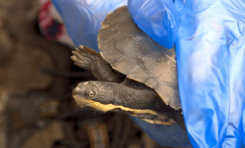 Endangered Manning River turtles released into the wild – NBN News