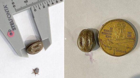 ‘Biggest tick’ vet has ever seen found on dog in the Northern Rivers ...