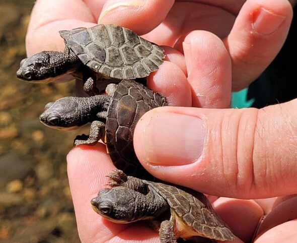 Manning River turtles hatchlings discovered in the wild – NBN News