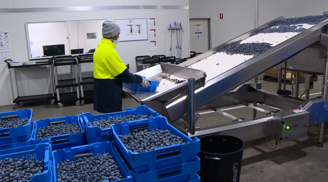 OzGroup Co-op in Coffs Harbour extends blueberry packhouse – NBN News