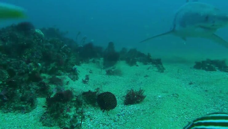 Great white shark spotted close to family beach on South Coast – NBN News