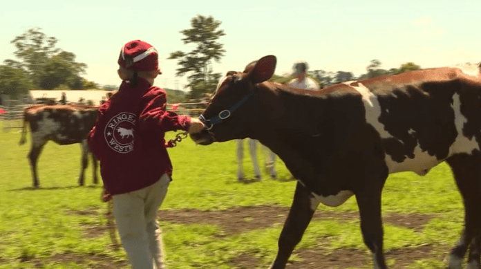 Comboyne Show returns for its 85th year | NBN News