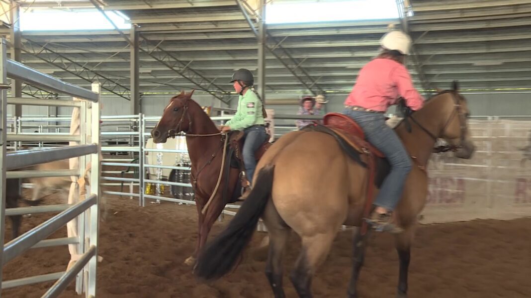 RSNCA grows ranch sorting in Armidale – NBN News
