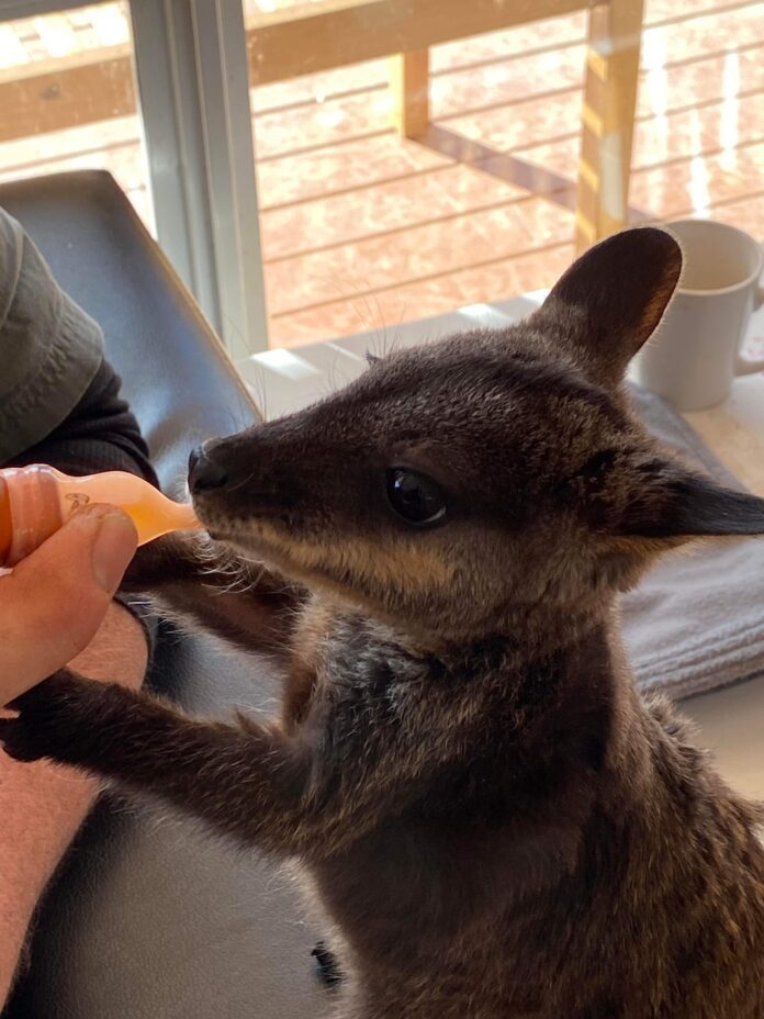 World class brush-tailed rock wallaby enclosure opens at Aussie Ark ...