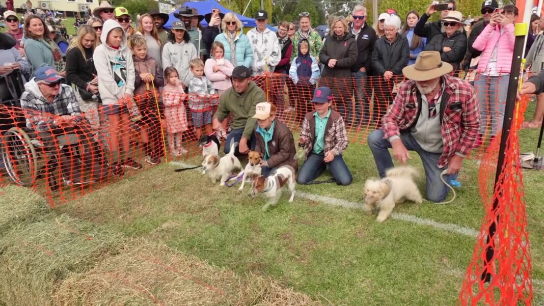 Pooches gather for great Nundle dog race – NBN News