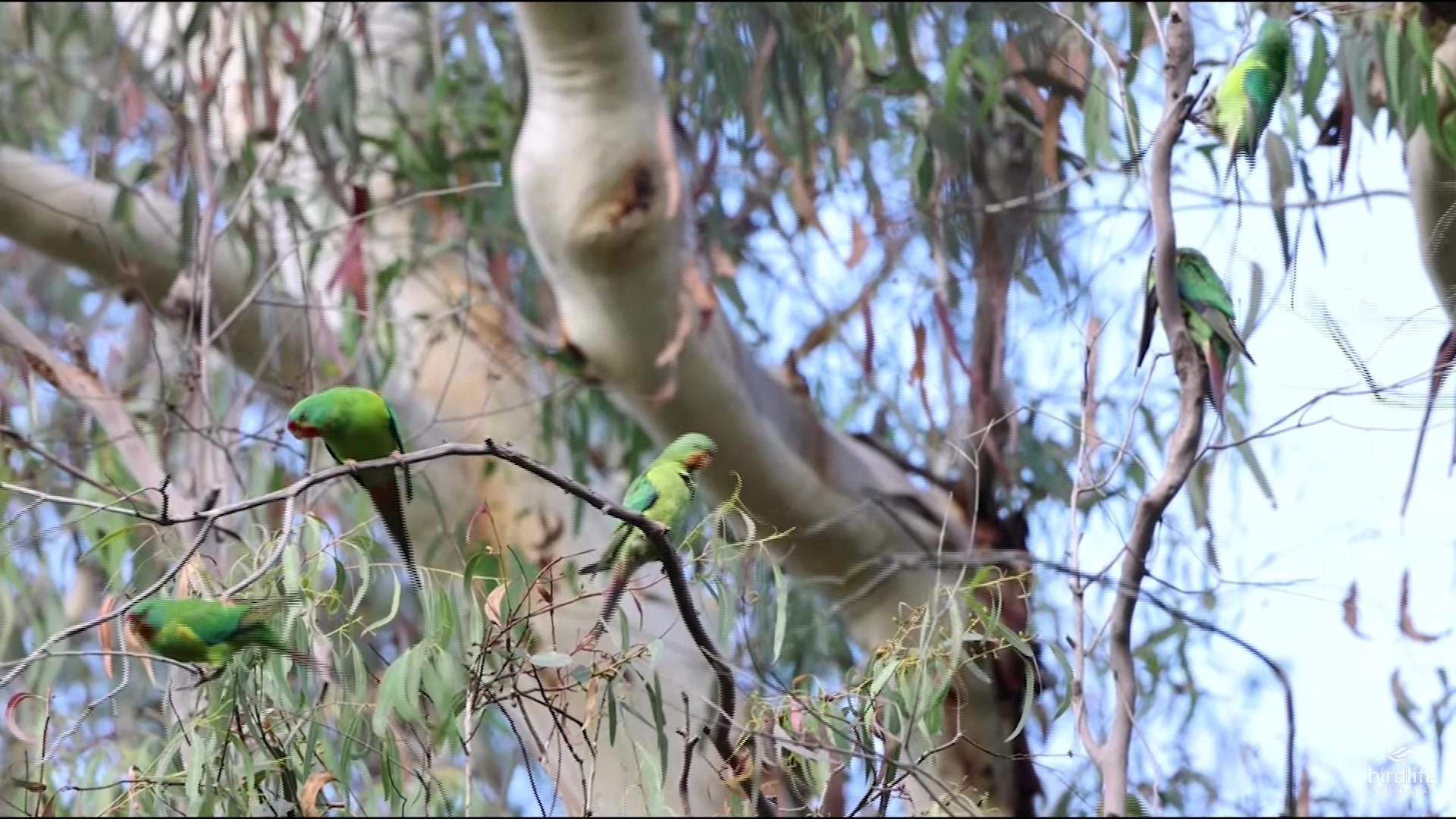 Central Coast volunteers determined to restore critically endangered ...