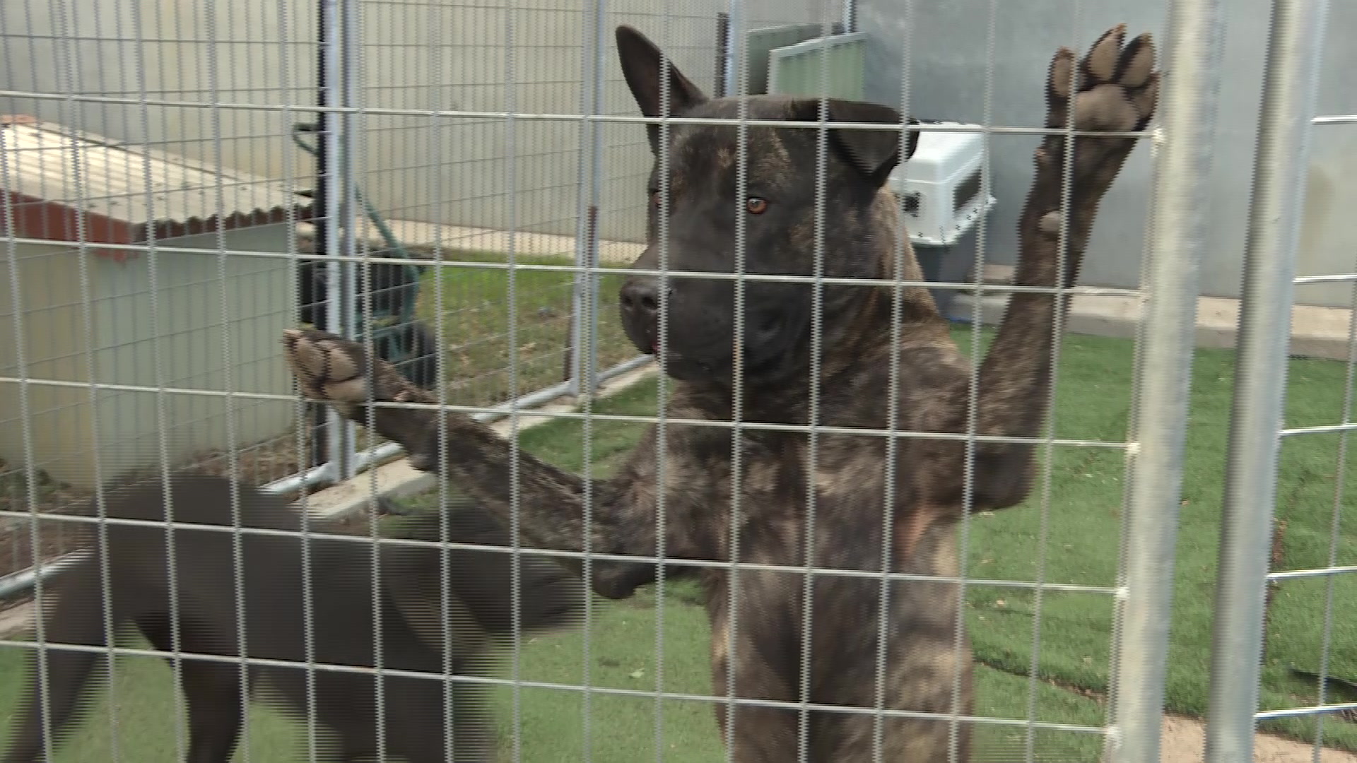 ‘Paws for Life’ opens in Tamworth as pound struggles with numbers – NBN ...