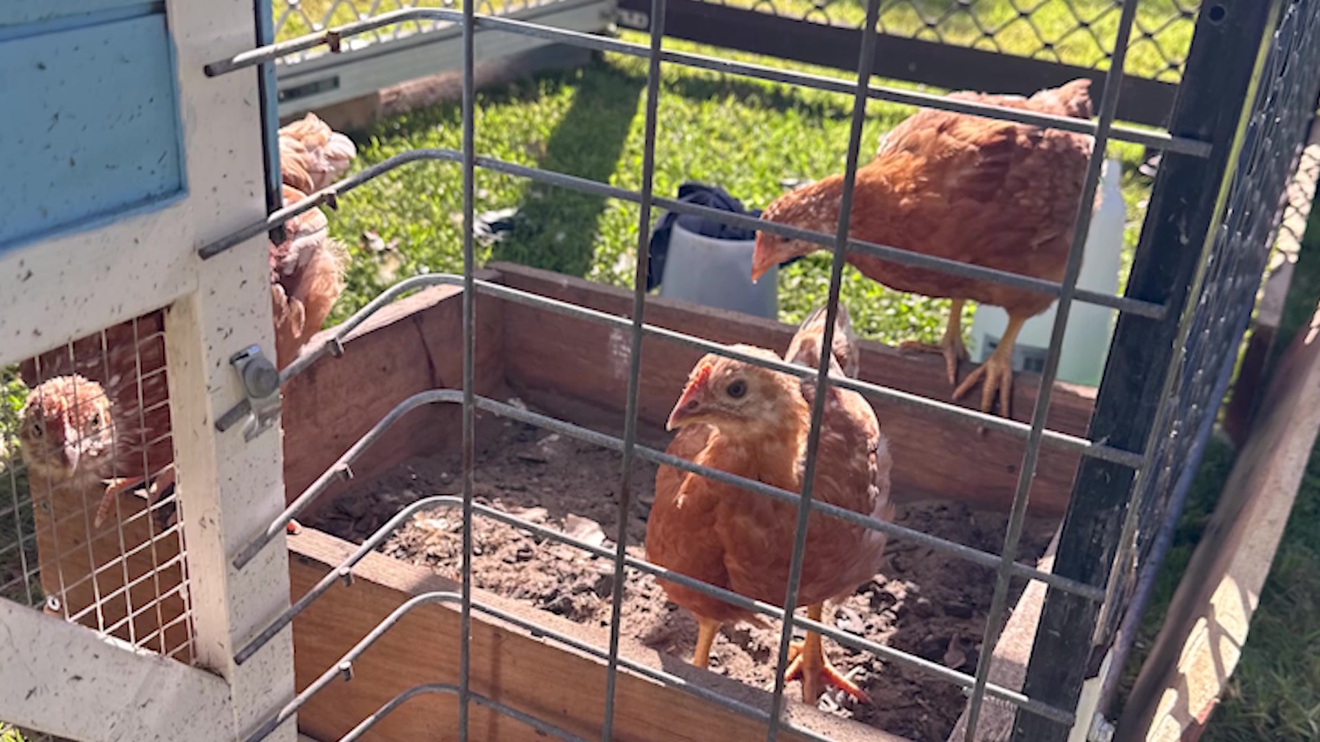 Chickens stolen from 81-year-old Taree man – NBN News