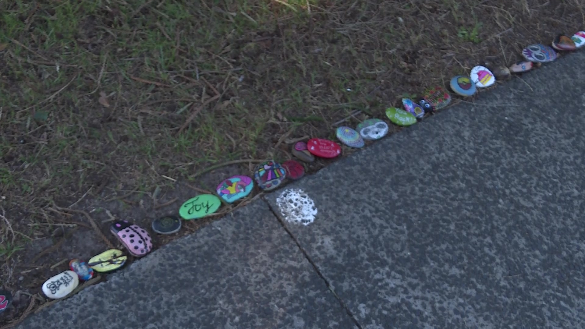 Rocko the snake slinks along Budgewoi footpath – NBN News