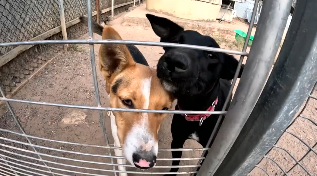 Animal shelters bursting at the seams across Mid North Coast – NBN News
