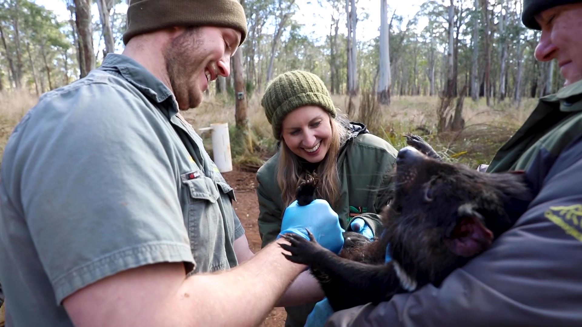 500th Tasmanian devil born at Aussie Ark – NBN News