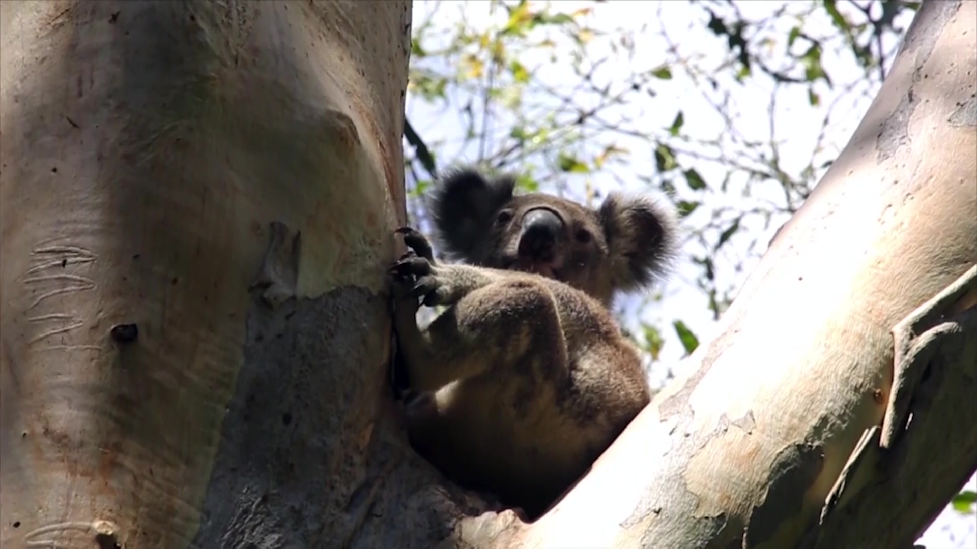 Lismore Shire backyard becomes vital koala corridor – NBN News