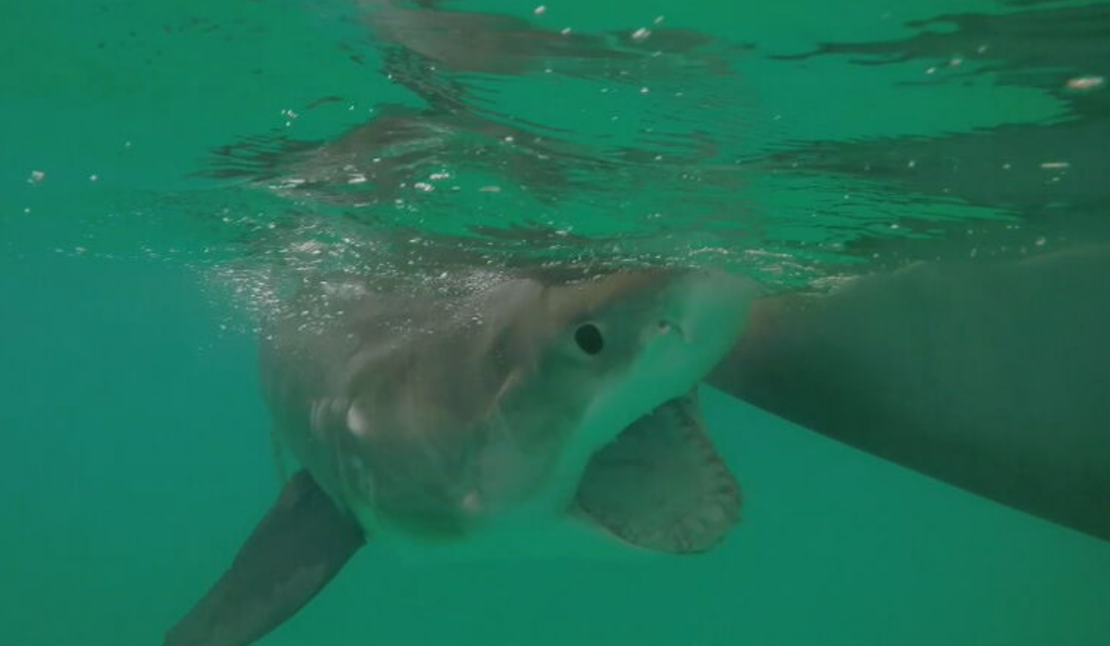 Growing calls to scrap shark nets – NBN News