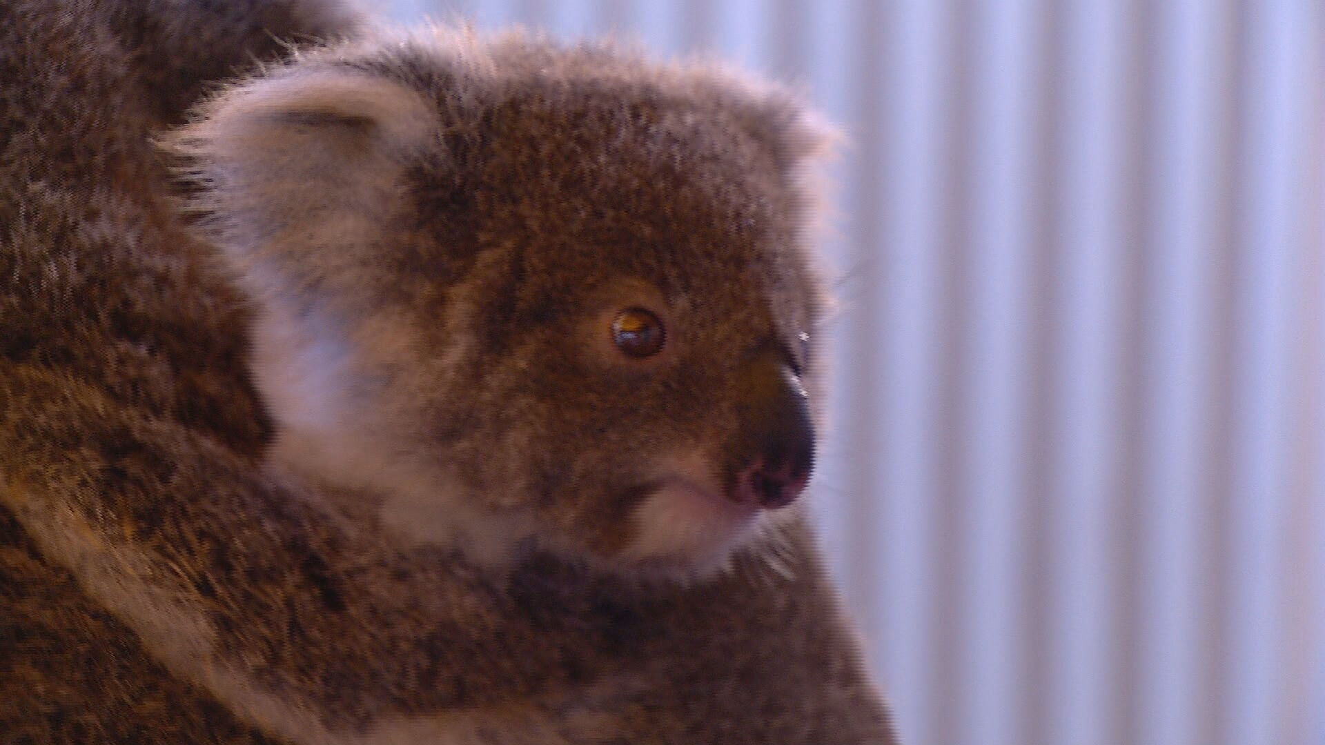 Port Stephens putting on a show for the spring holidays – NBN News