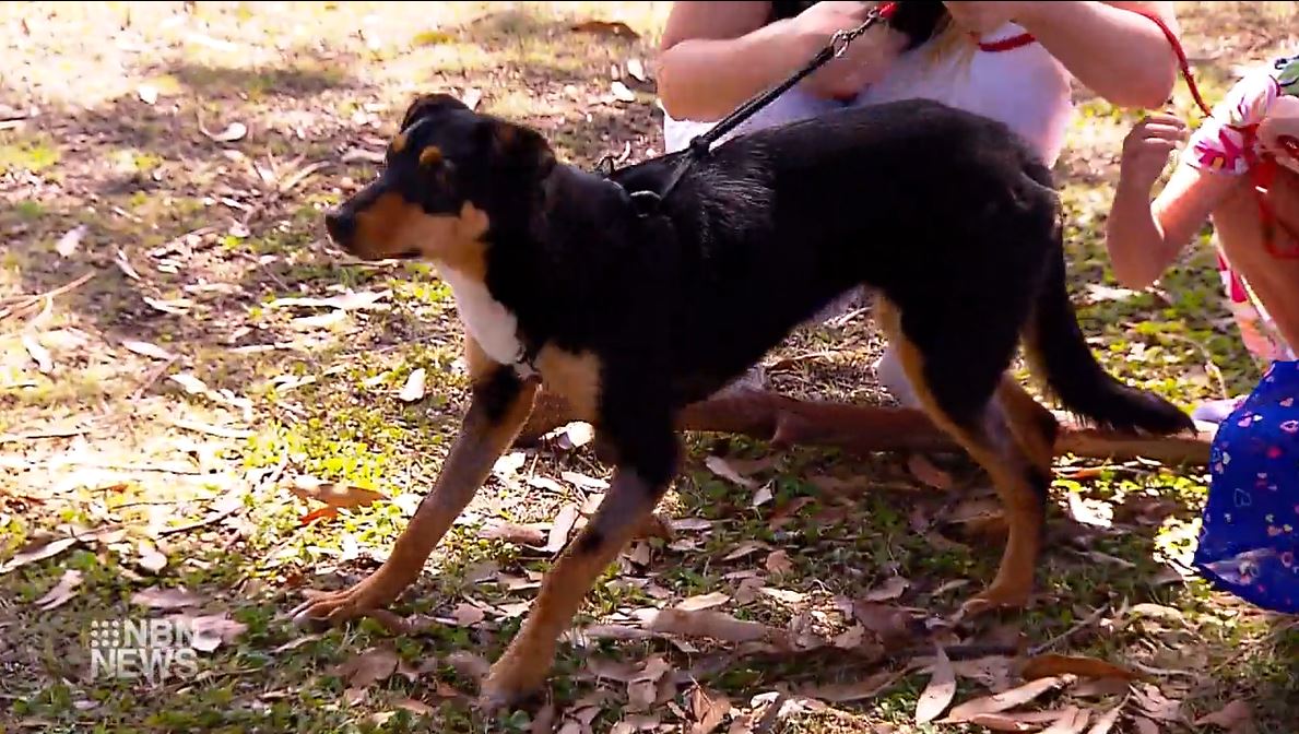 Parvo virus outbreak across the Hunter – NBN News