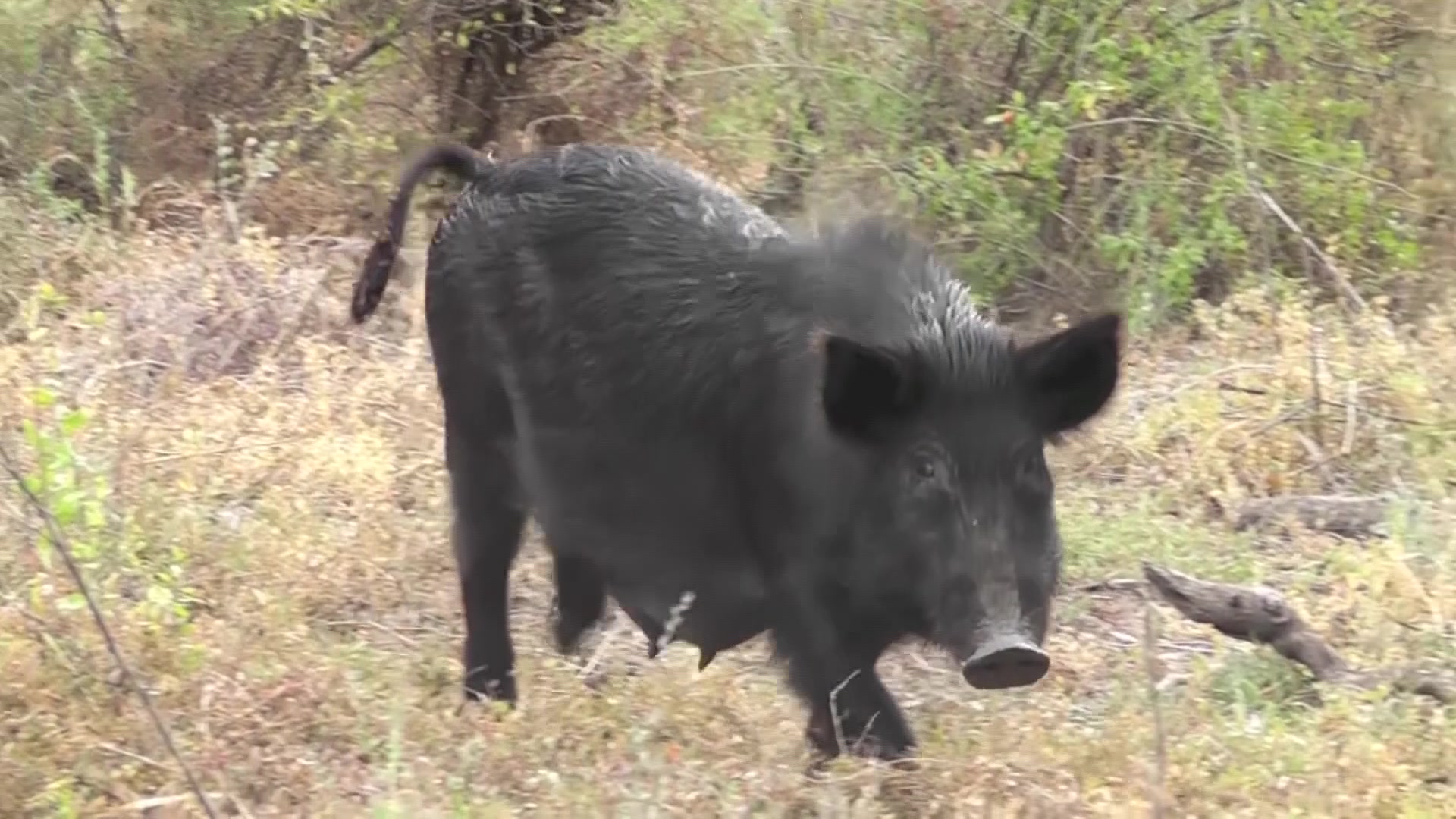 Feral pig control program boosted for North West farmers – NBN News