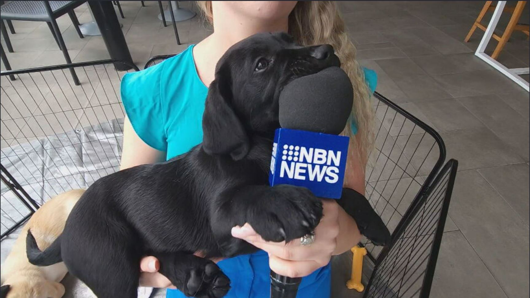 Six paw-fect graduates begin lifechanging work in the Hunter – NBN News
