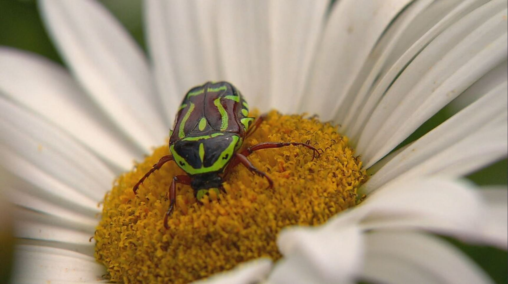 The ‘pick of the bunch’ named in 2023 Hunter Garden Awards – NBN News
