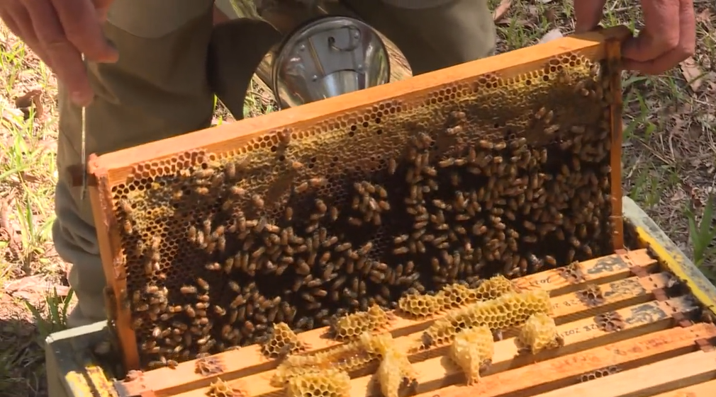 Orara Valley Beekeeper prepares for honey harvest – NBN News