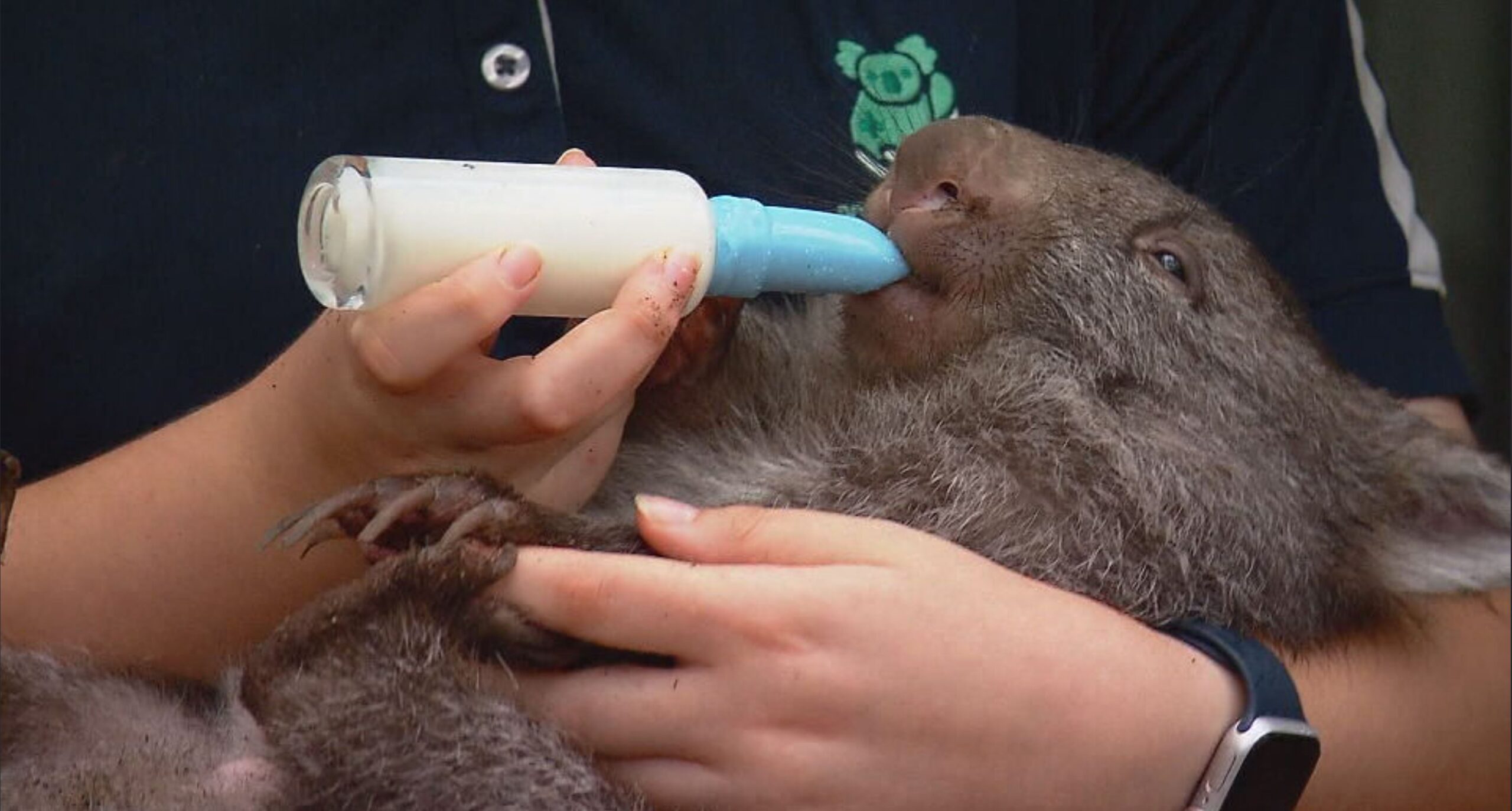 Meet Waldo… the wombat up for adoption, this Christmas – NBN News