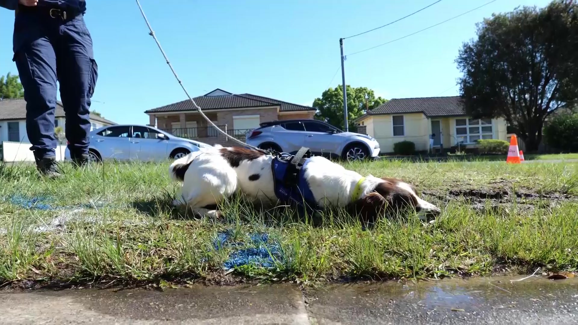 Sniffer dogs detecting water leaks across the Central Coast – NBN News