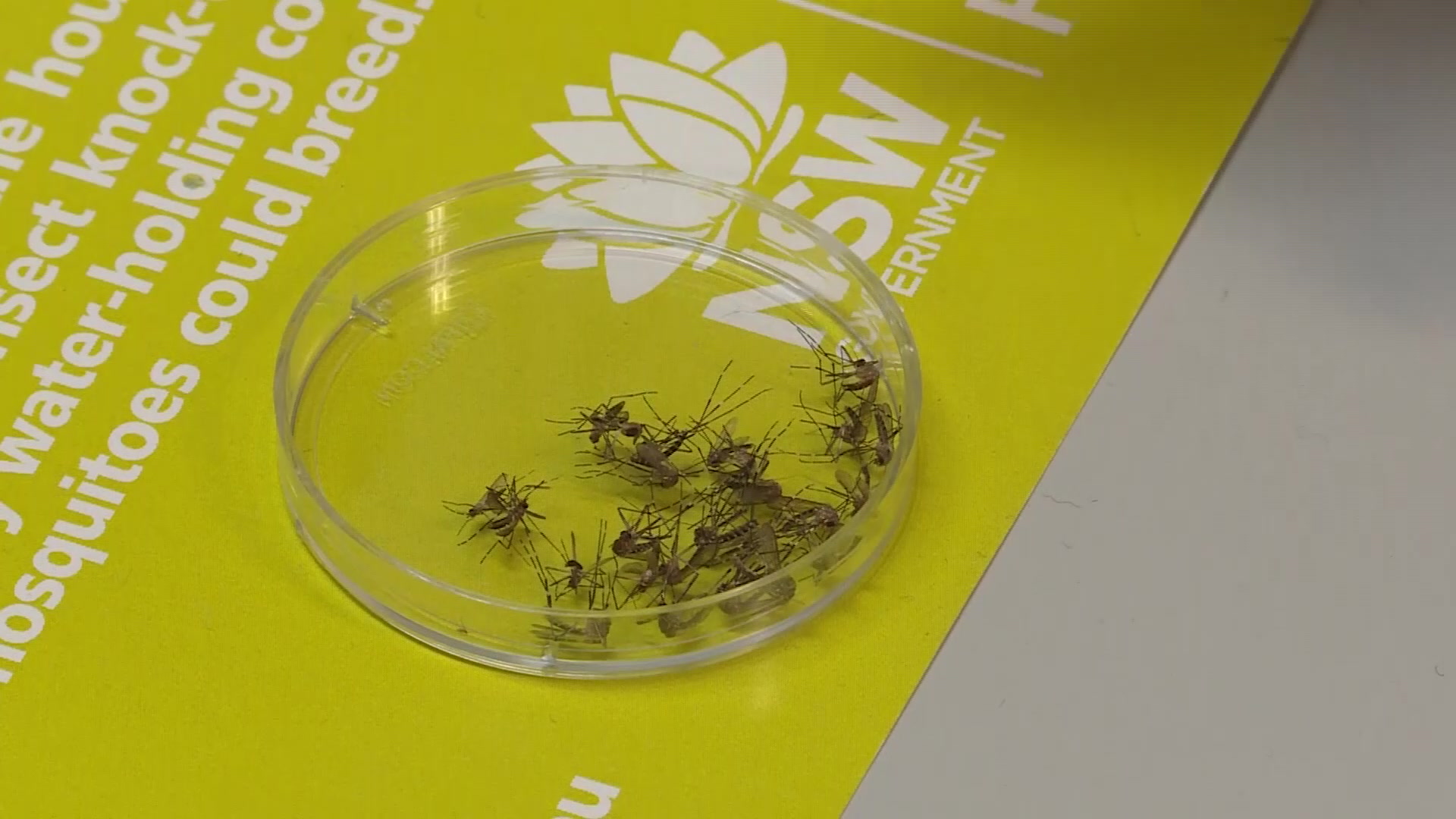 Unprecedented surge in mosquitoes on the Central Coast – NBN News