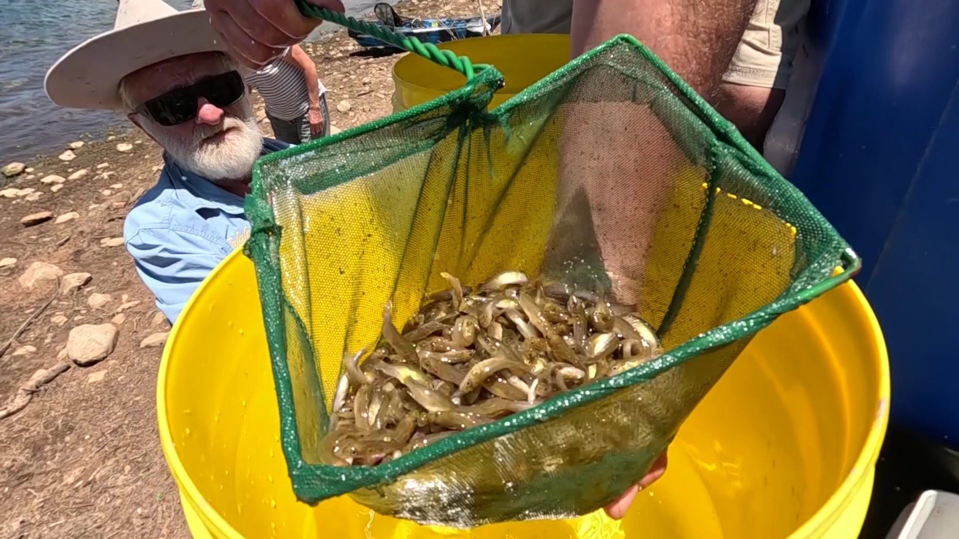 Thousands of fish released into North West dam – NBN News